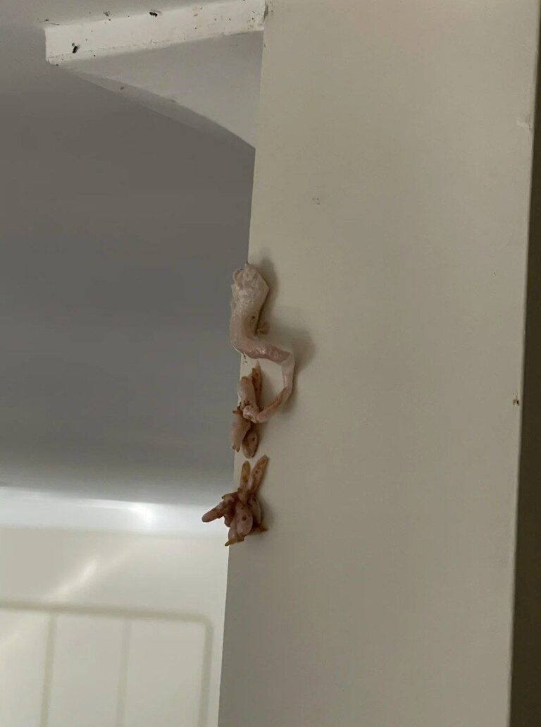 Strange Pink Build-Up Appears on Home Wall — Experts Say Small Changes ...