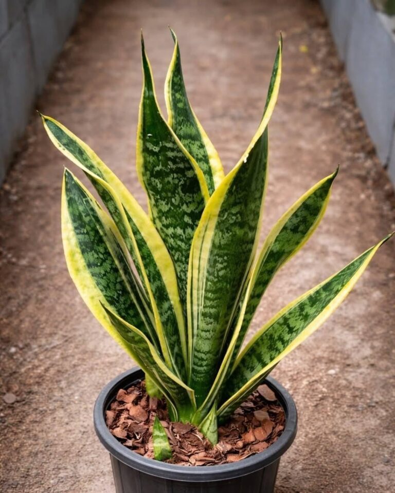 If You Have This Plant in Your Home, Here’s What You Should Know – Page ...